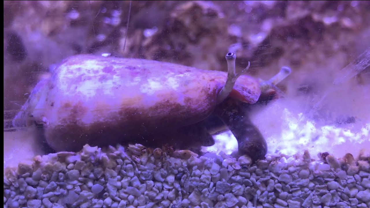 2 minutes into the simple life of a Tiger Conch 🐯 - YouTube
