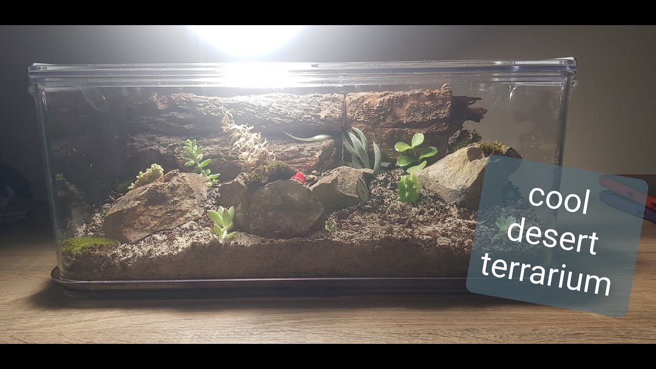 Desert terrarium - YouTube