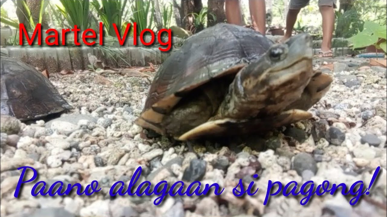 Paano alagaan si Pagong! - YouTube