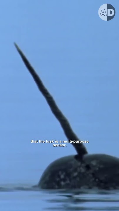 Why Do Narwhals Have Tusks? Unraveling the Mystery - YouTube