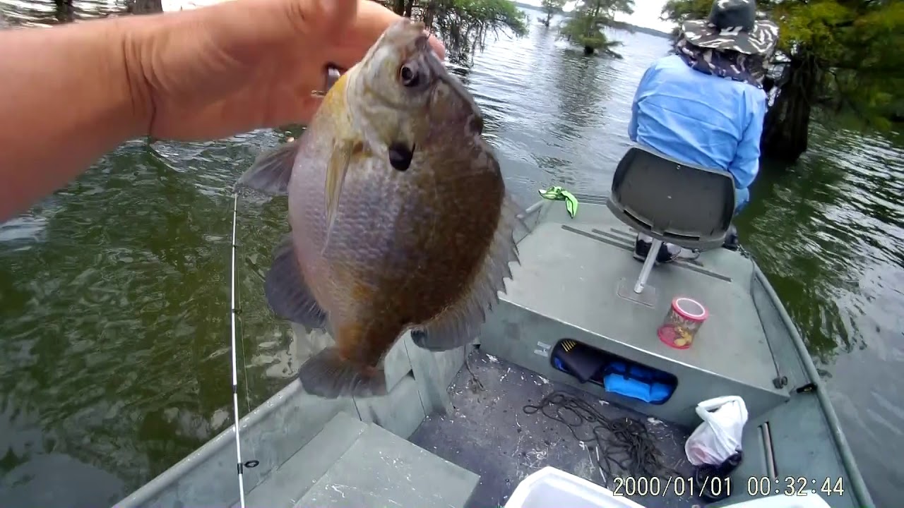 brim fishing santee lake - YouTube