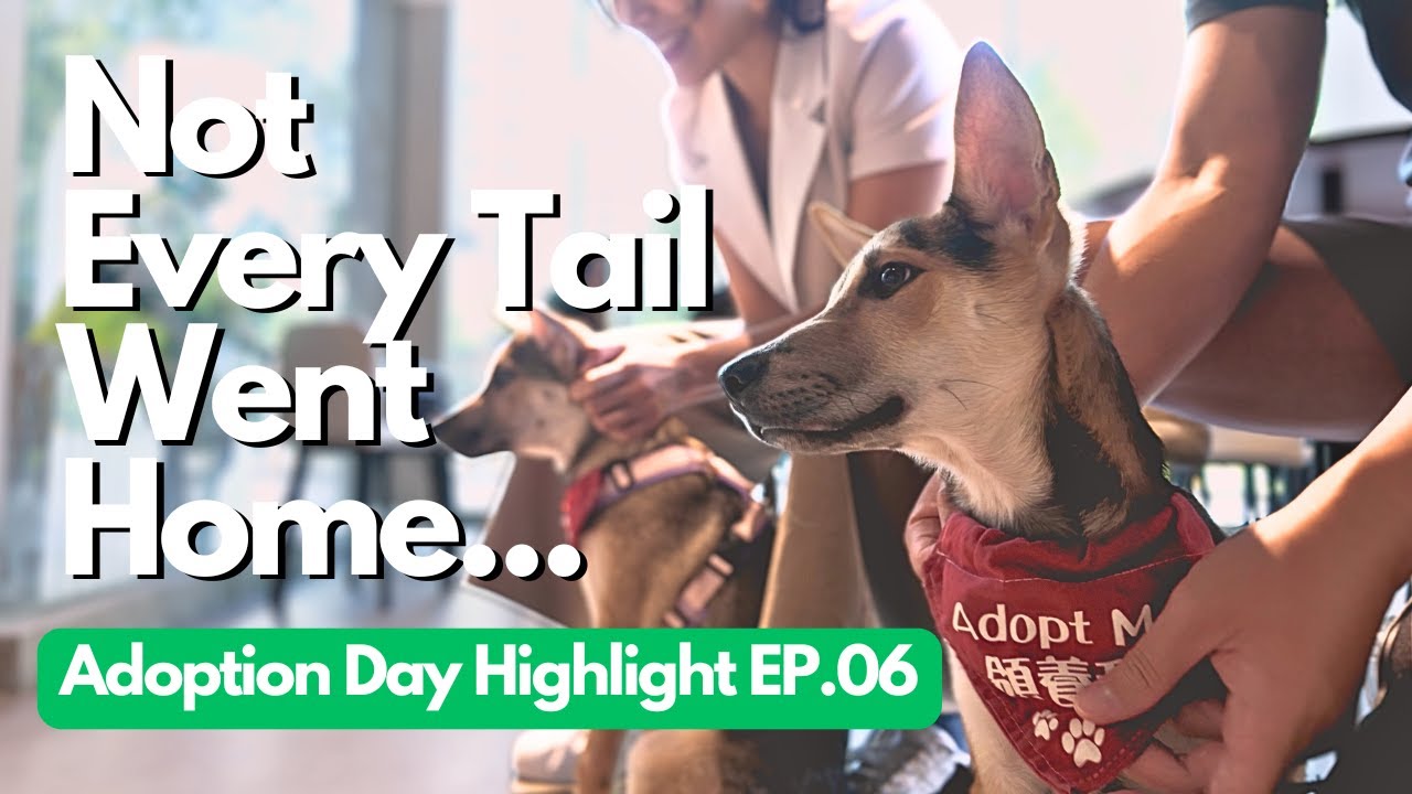 From Playtime to a Forever Home | Adoption Day Highlights EP.06 - YouTube
