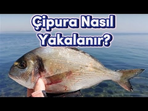 Yengeç İle Çipura Avı - Çipura Nasıl Yakalanır?