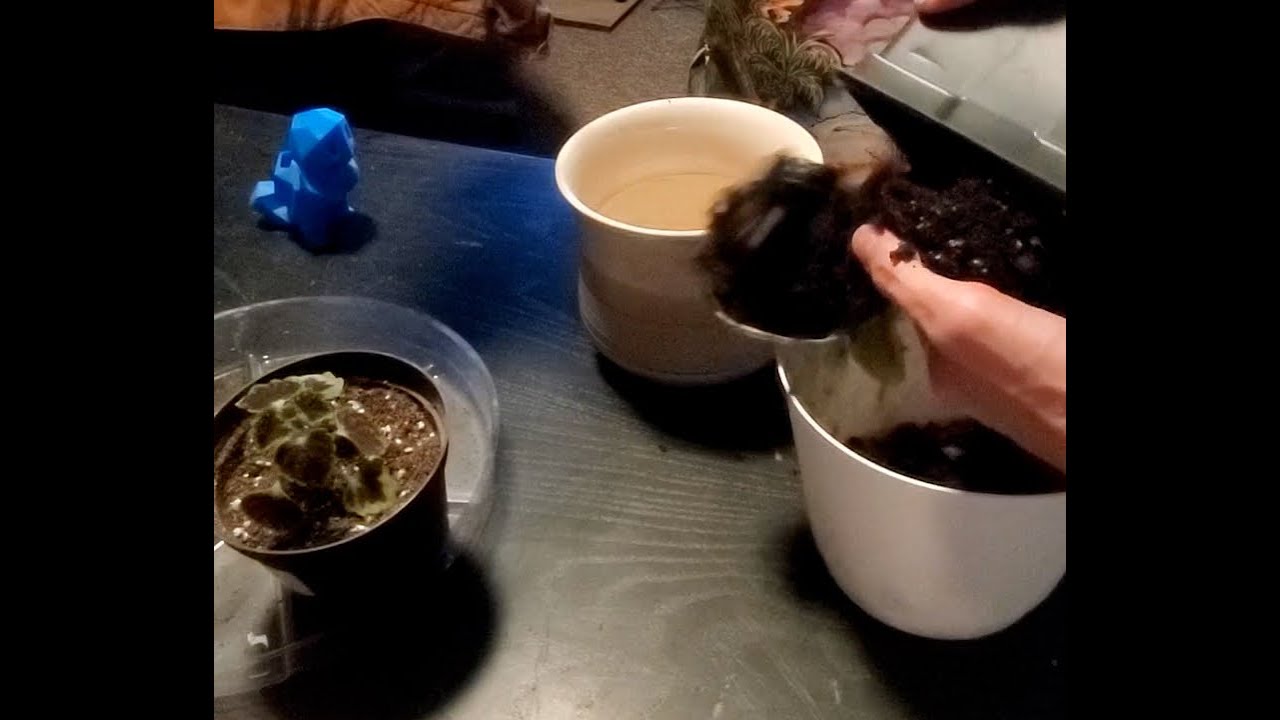 Rubber Plant - With Root Rot! - YouTube