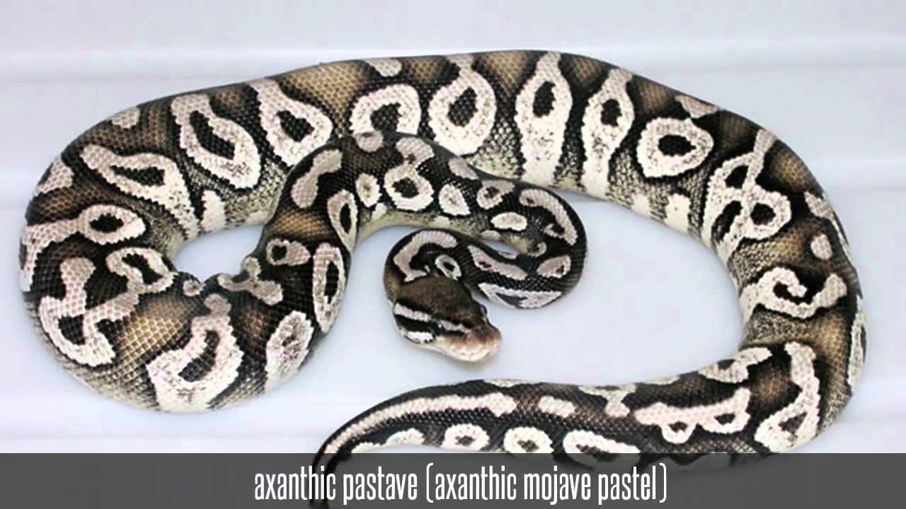 axanthic ball python combos - YouTube