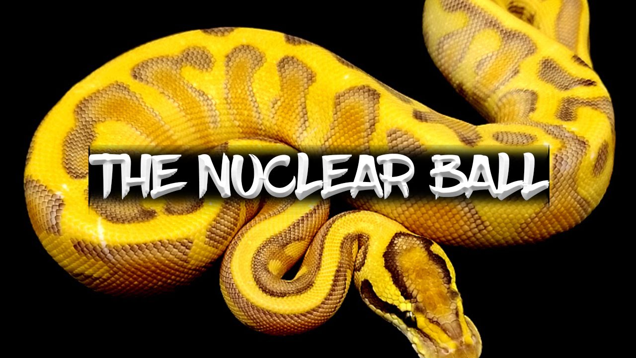 Nuclear Spinner Ball Python