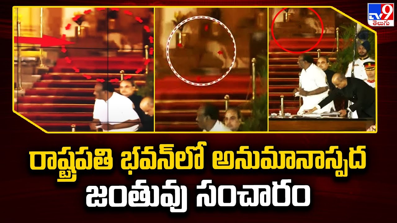 Big cat or leopard? Animal casually strolling behind oath ceremony in ...