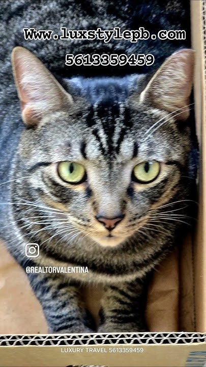 How to control human with one meow viral video core - YouTube