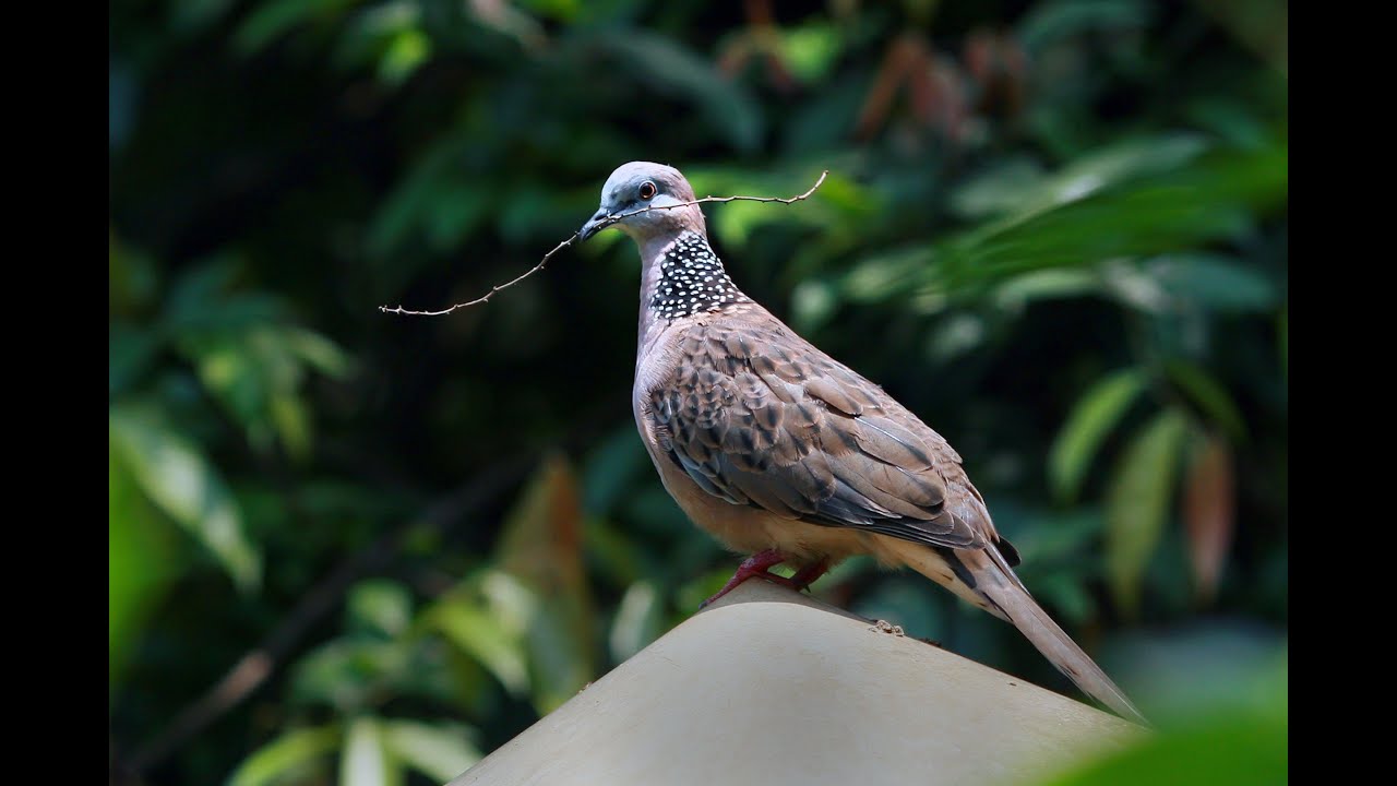 Alu Kobeiya 🕊️ | Spotted dove Bird Eating Food (Stigmatopelia chinensis ...