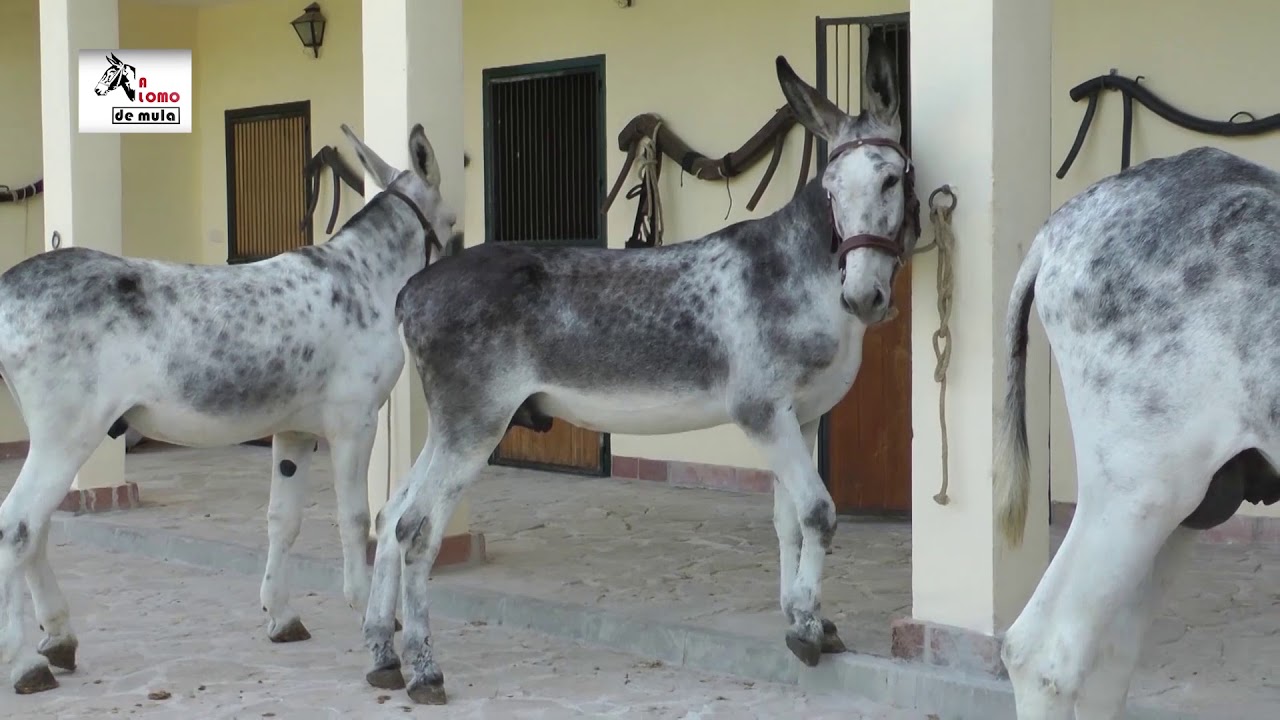 A LOMO DE MULA 29. Burro Andaluz. Con Ovidio Osorio - YouTube