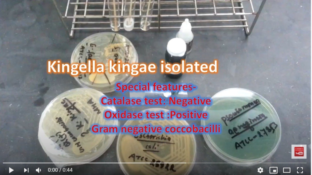 Kingella Growth On Blood Agar