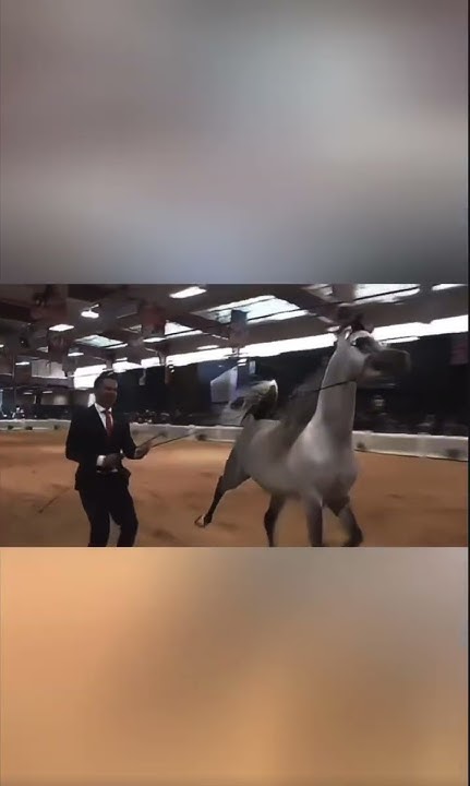 My Arabian Horse Edit - YouTube