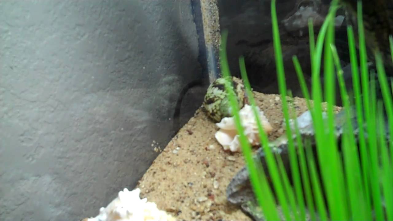 Hermit Crab Molting Stages
