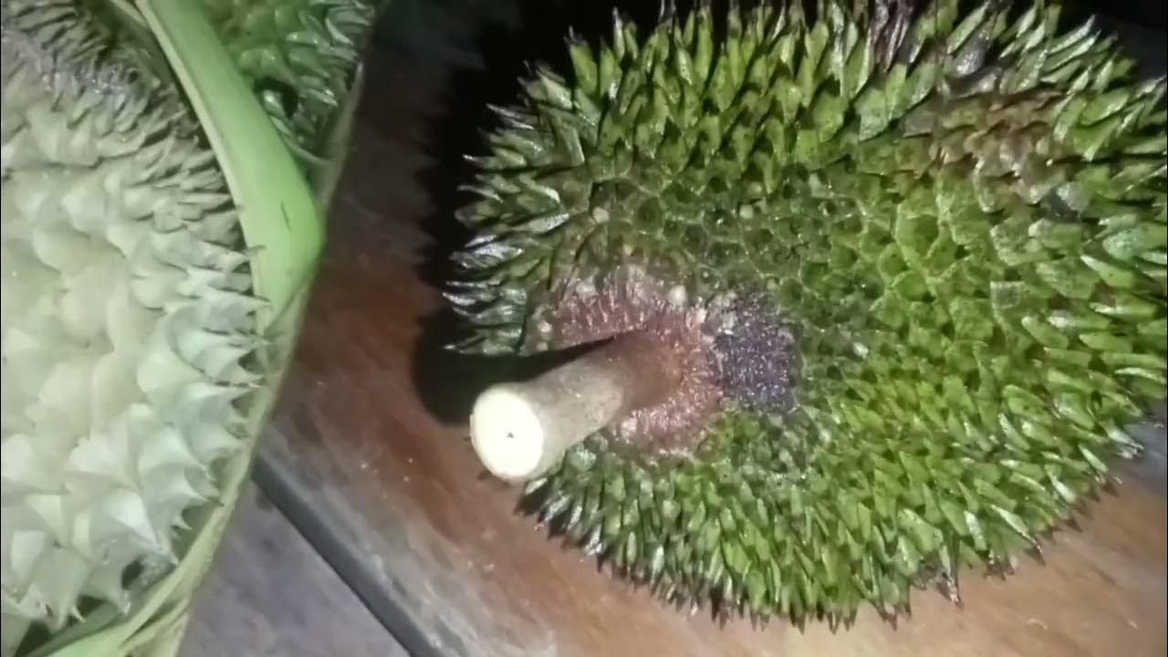 Buah durian yang baru jatuh dari pohonnya - YouTube