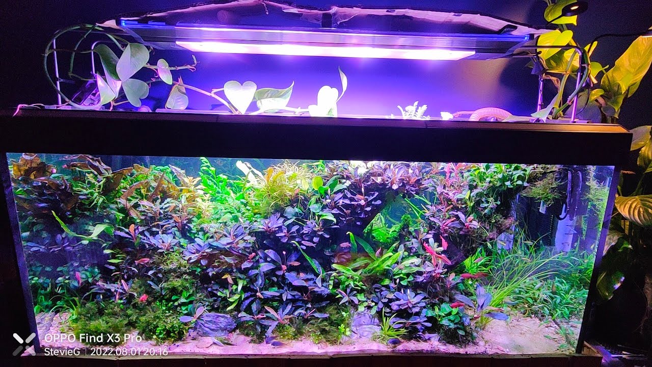 Fluval Roma 240 Nature Aquarium. - YouTube