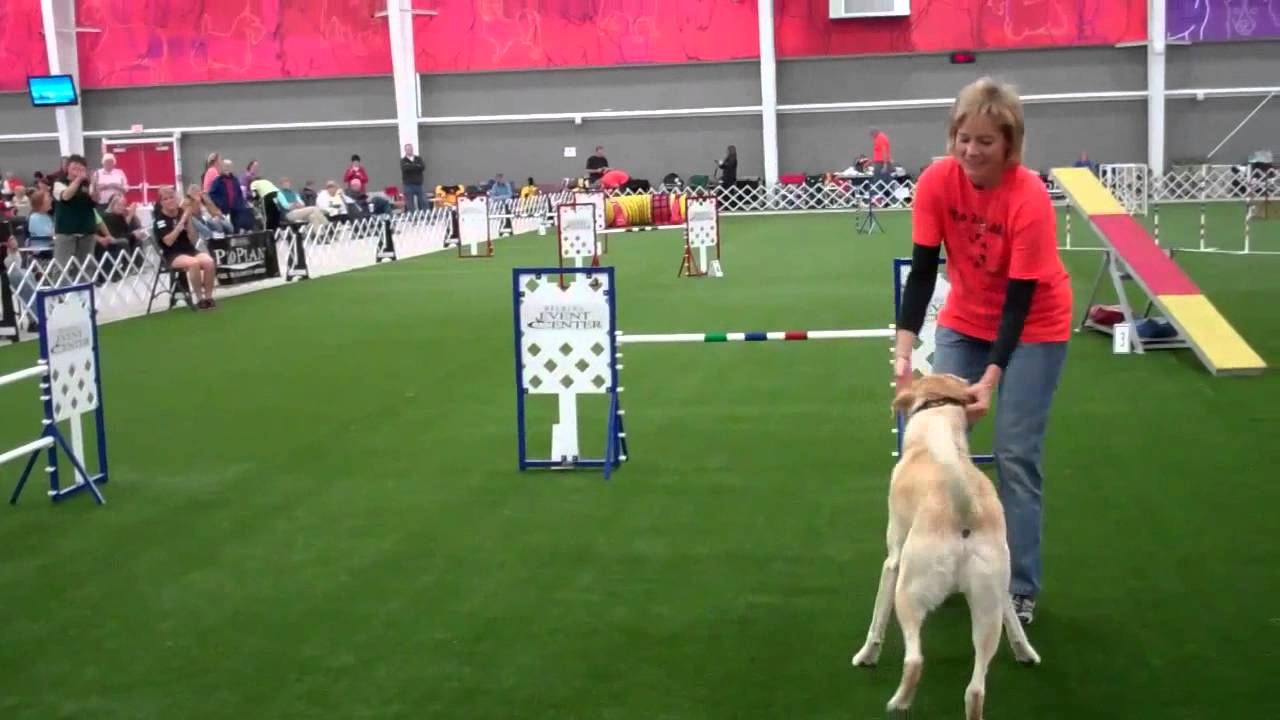 Top 25 Agility Labs 2012 Part 2 - YouTube