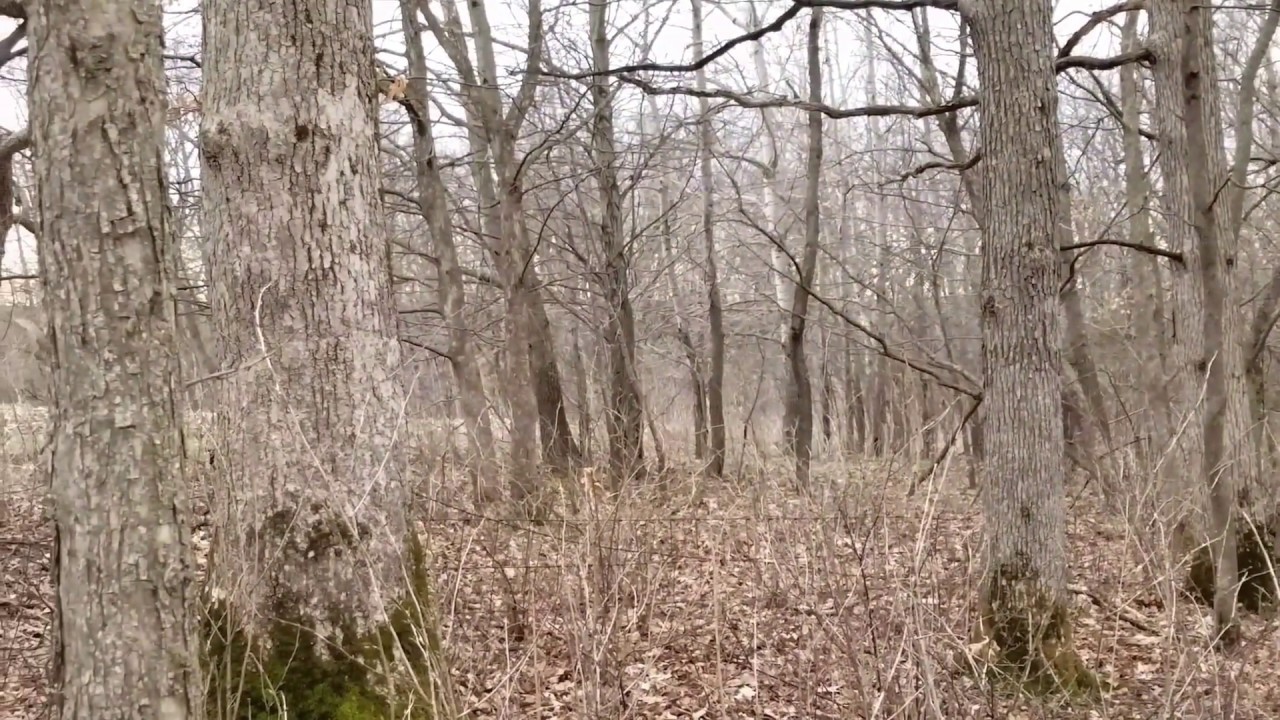 Coyote hunting with the fox pro and Mojo decoy - YouTube