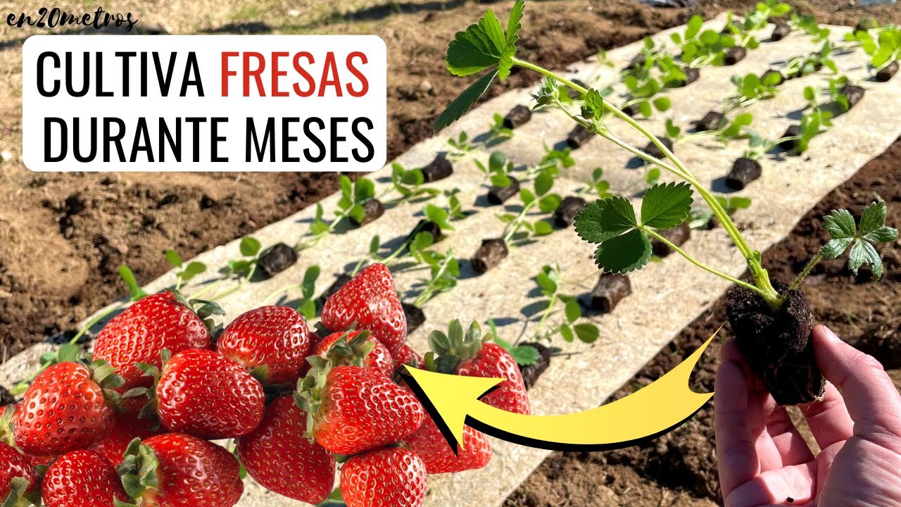 CÓMO CULTIVAR FRESAS DE FORMA INTENSIVA: máxima producción de frutillas ...