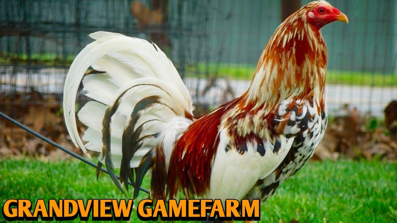 Spangled Sweater Yellow leg hatch - GRANDVIEW FARM - YouTube