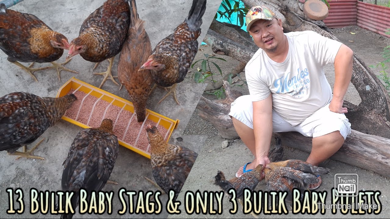 Grabe mag bigay ng stags ng aking Rapapap Pure Gilmore hen - YouTube