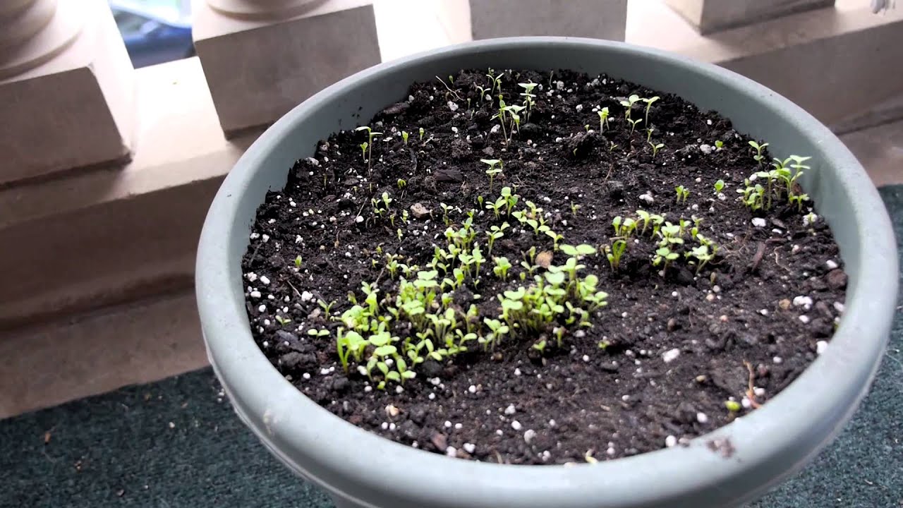 Container Gardening Season 4 - Week: 2 Weird Cucumber Leaf Colors - YouTube