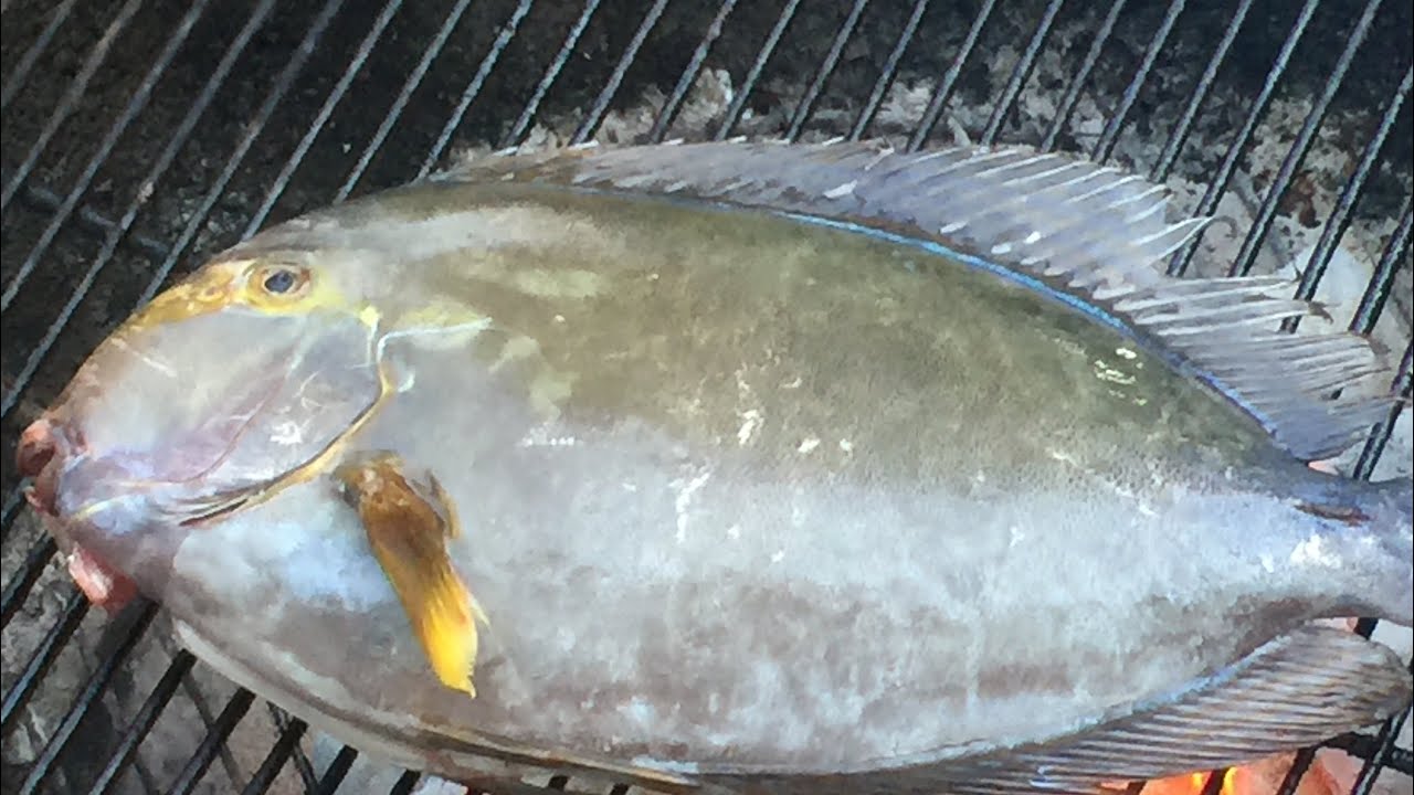 Fish Trap Hawaii Grilled Palani - YouTube