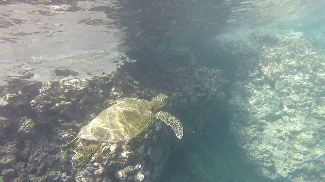 Sea Turtle - YouTube