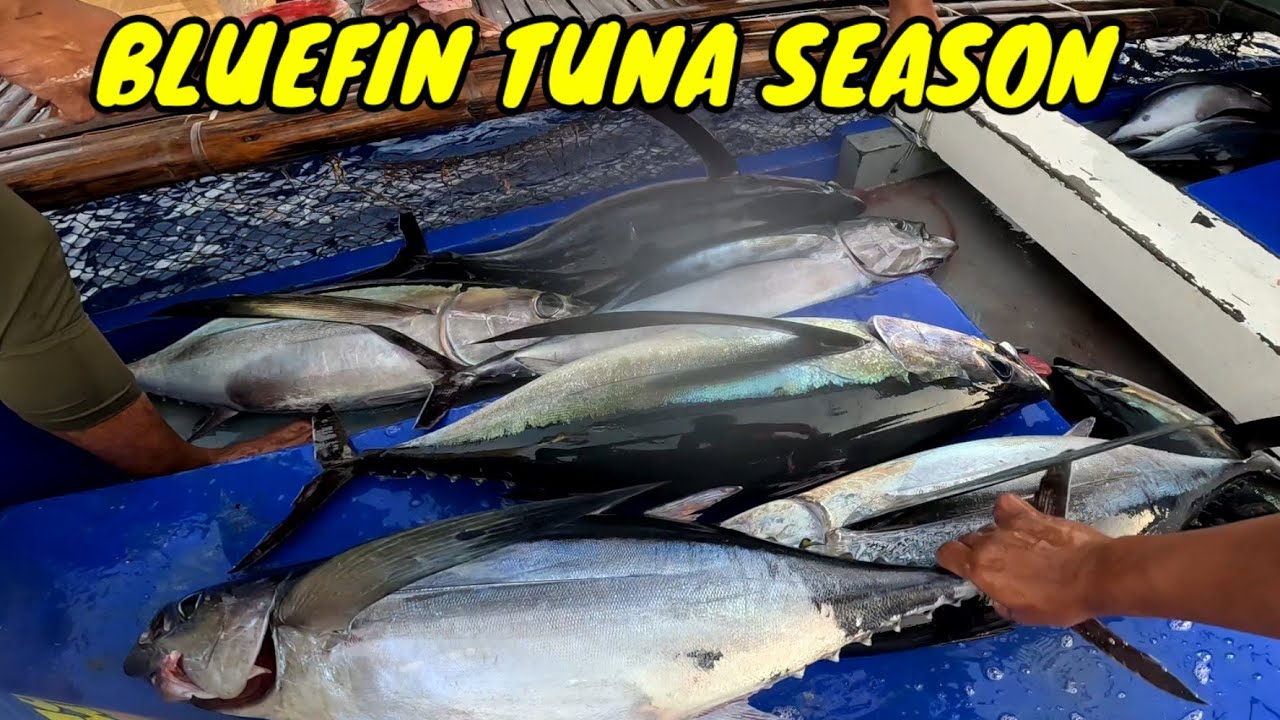 EP21 P2 Paspasan sa Bluefin tuna hanggang umaga - YouTube