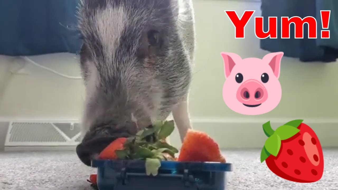 Pigs Love Strawberries! | Pet Mini Pig Eating a Snack - YouTube