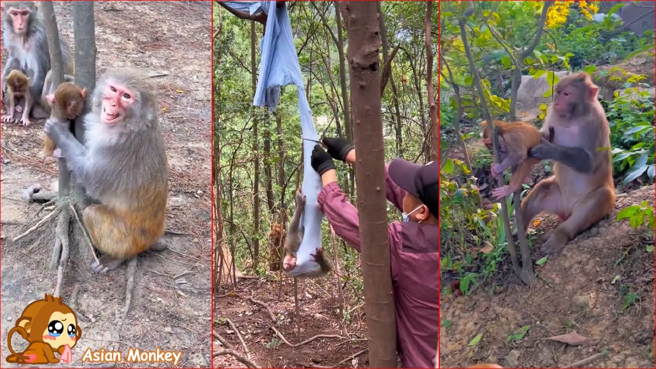 The dumbest monkeys get themselves stuck and struggle, unable to escape ...