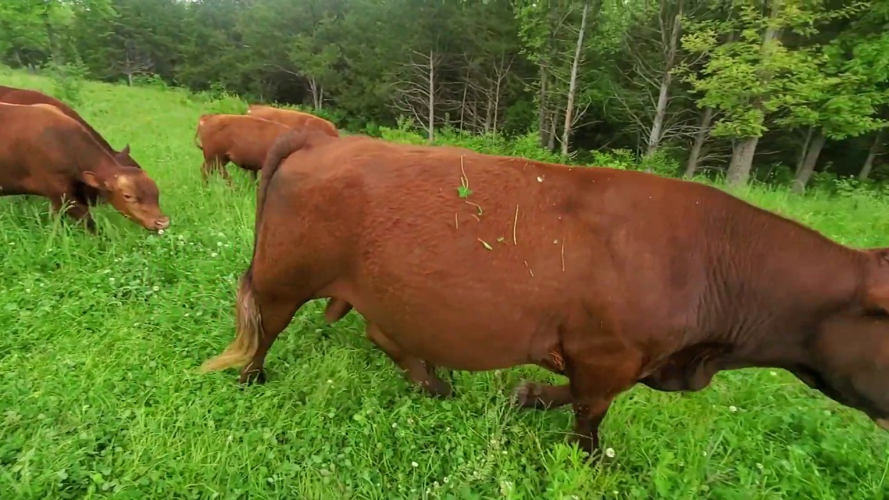 Jan is mic'd up and leading a bull mob move! - YouTube