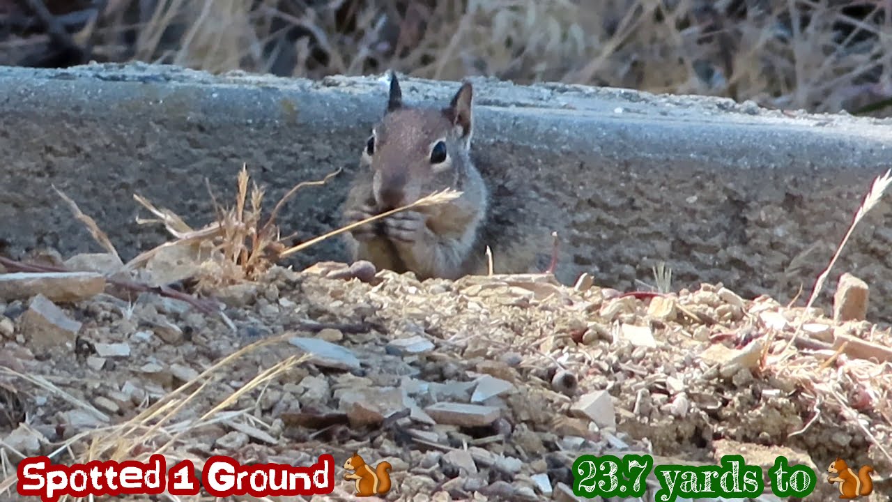 Squirrel Hunt PEST CONTROL take 1 - YouTube