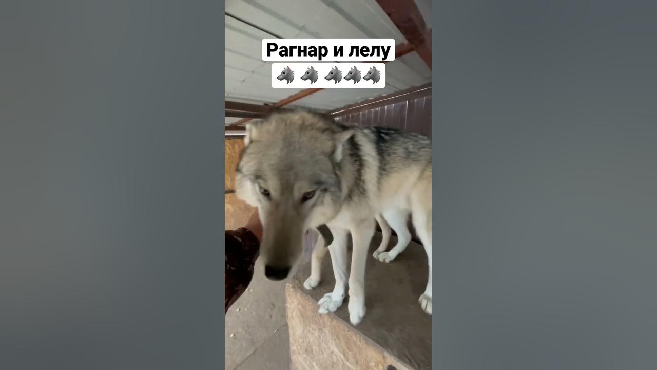 Гибрид волка и волэнда Рагнар и волчица лелу Youtube
