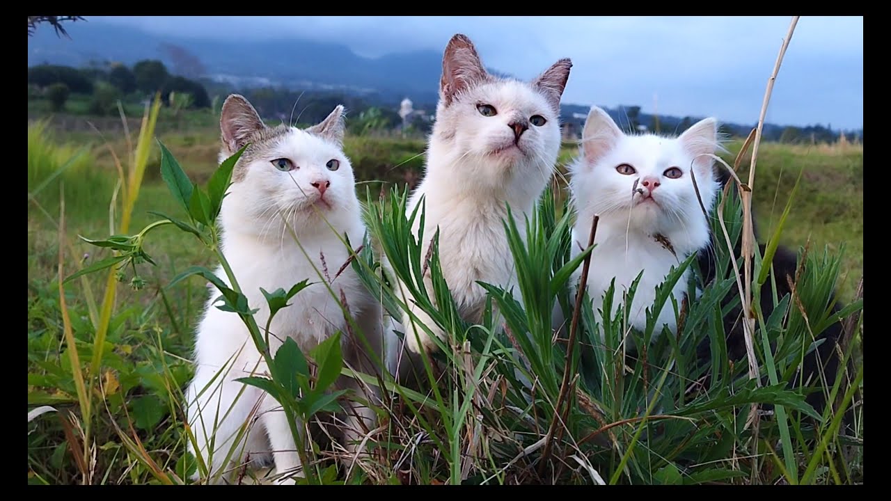 MIAW MIAW MIAW -CATS CUTES - MEOW MEOW BILLI KARTI - PART 04 - YouTube