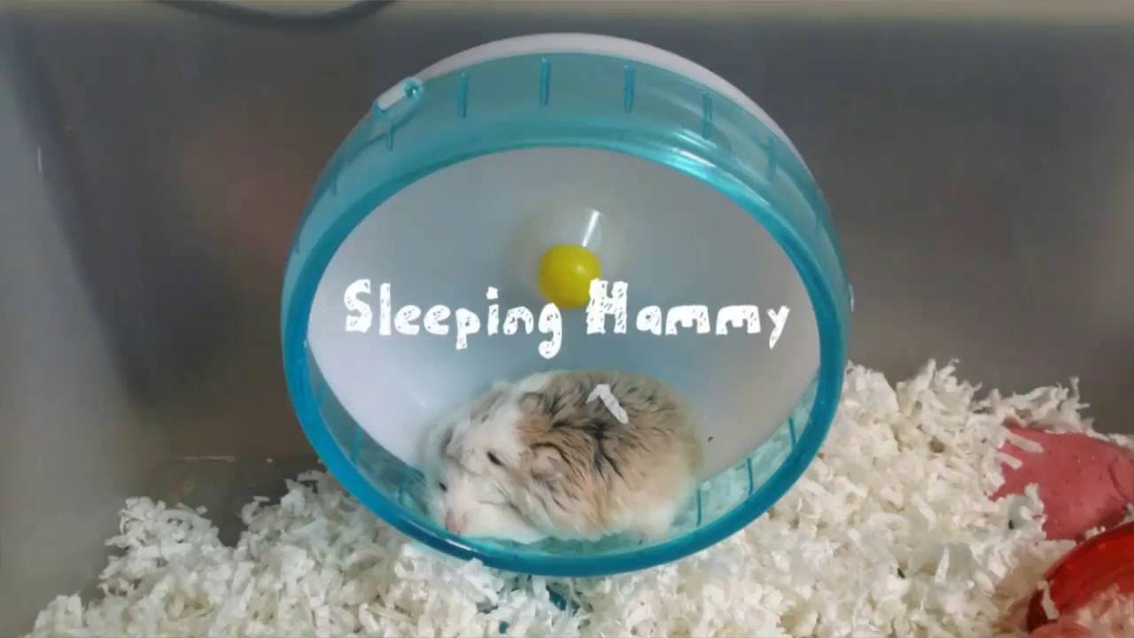 Compilation: Sleeping Hamsters - YouTube