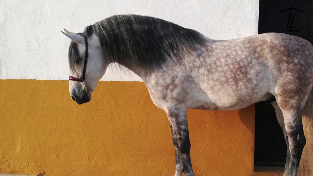 MEXICANO XVII. Caballos Pura Raza Española. PRE Andalusian Stallion for ...