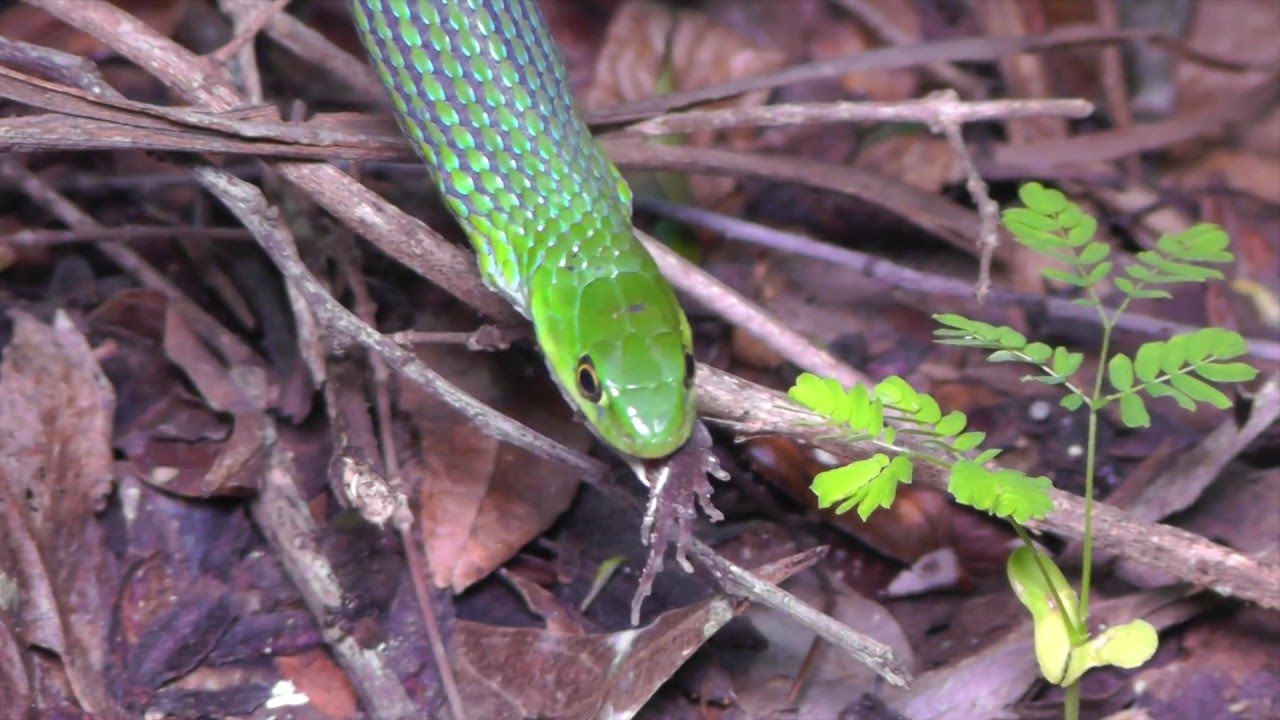 Natal Green Snake (Philothamnus natalensis) eating frog - YouTube