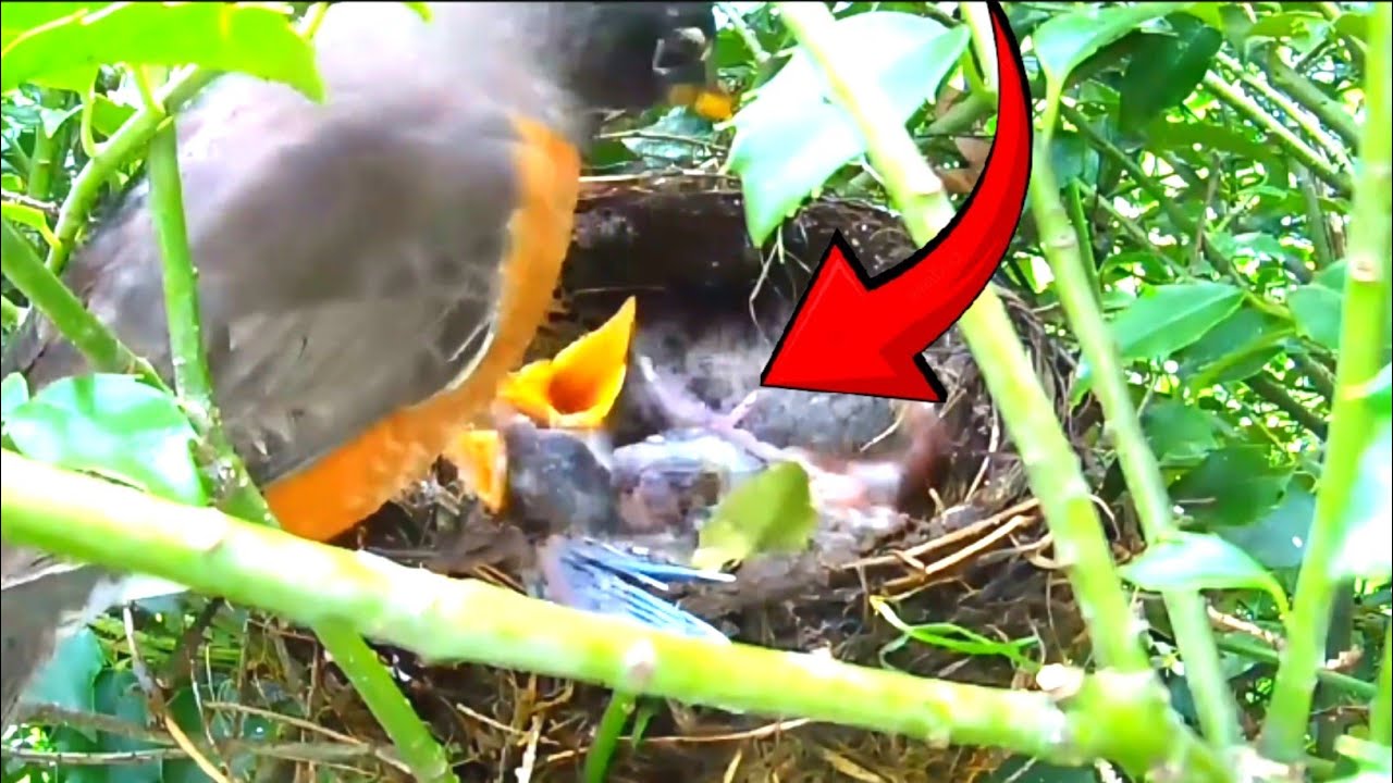 American robin birds chicks sleeping before feeding | @ReviewBirdsNest ...