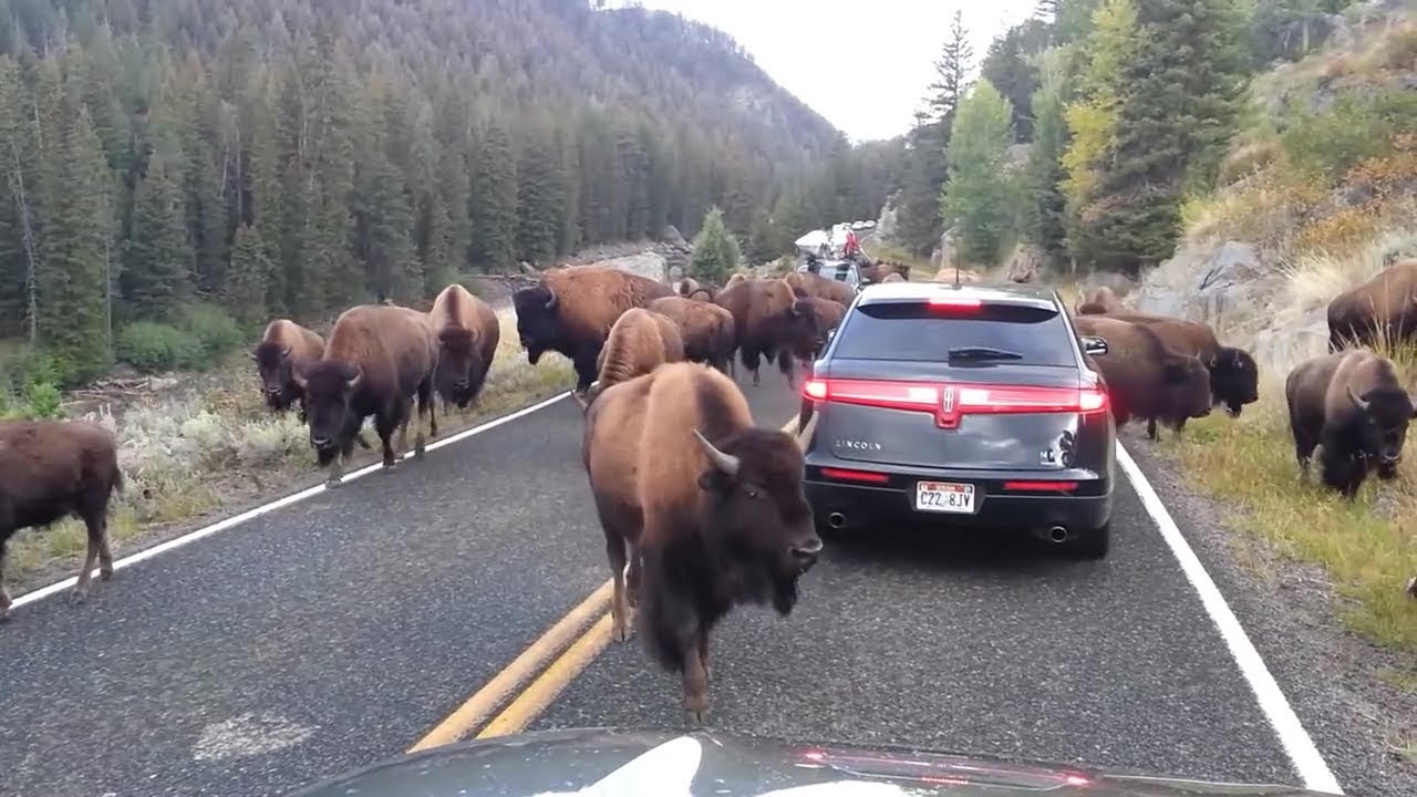 Bison Attack In Yellowstone National Park On Car - YouTube