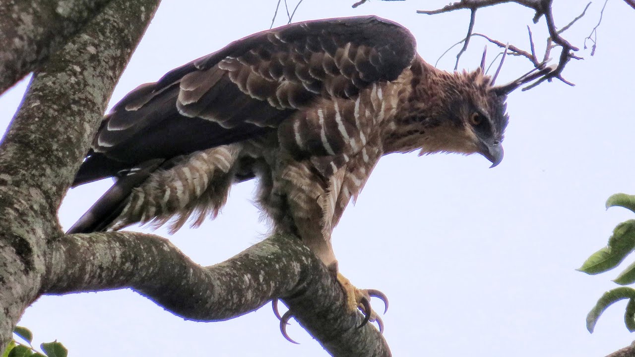 Legge's Hawk eagle on perch 4K - YouTube