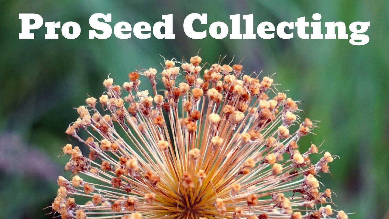 Tips & Tricks To Collect Seed Like A Pro - YouTube