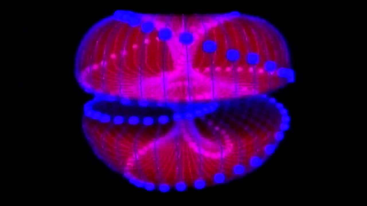 Sacred Geometry ~ The Geometry of Consciousness - YouTube