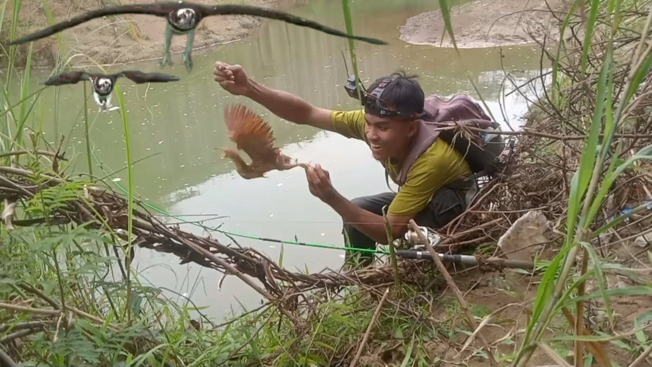 Brave Boy Managed To Catch Ferocious Bird While Hunting Fish - YouTube