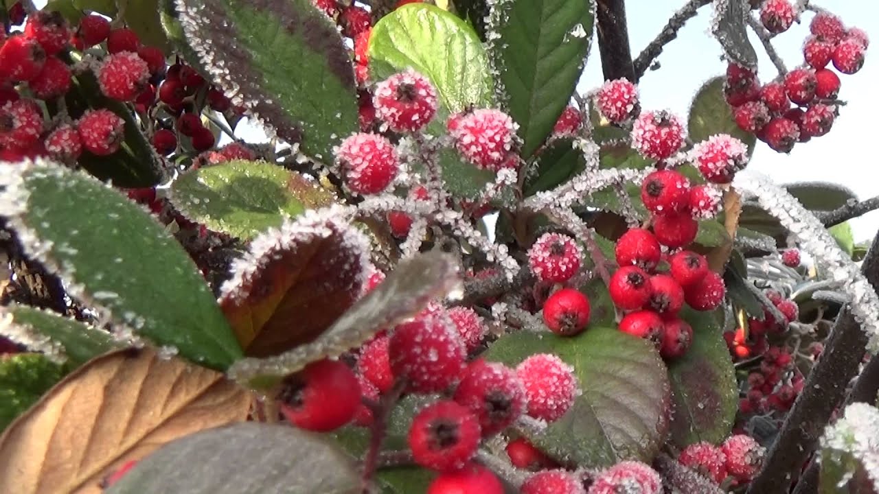 Winter in Ankara, Turkey: Frozen Turkish Plants & Fruits in Ankara ...