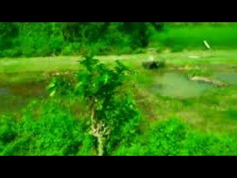 Lush Greenery of Upper Assam - YouTube