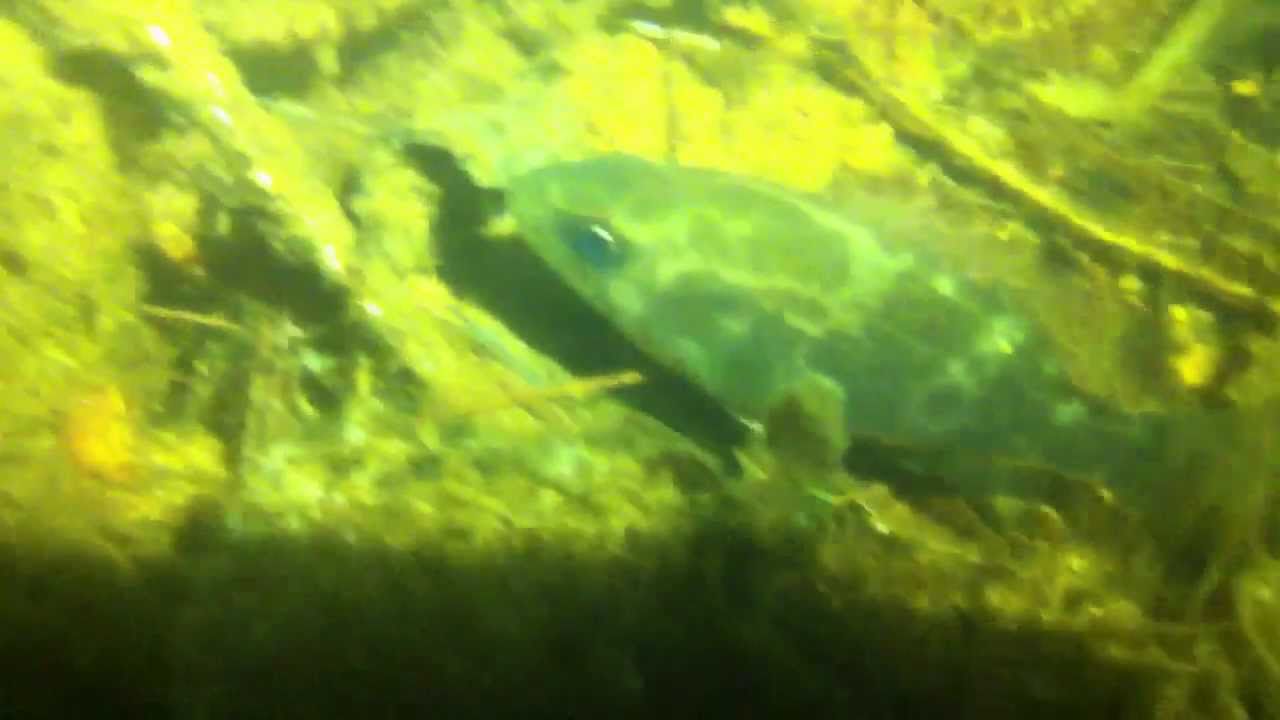 Rock Bass in their Natural Habitat - YouTube