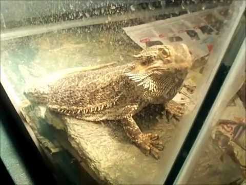 Summer 2011 reptile collection ! - YouTube