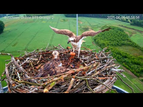 Rościce BTS Orange 05 06 2025 1 ~ Maszt z rybą Rosa karmi młode i ...