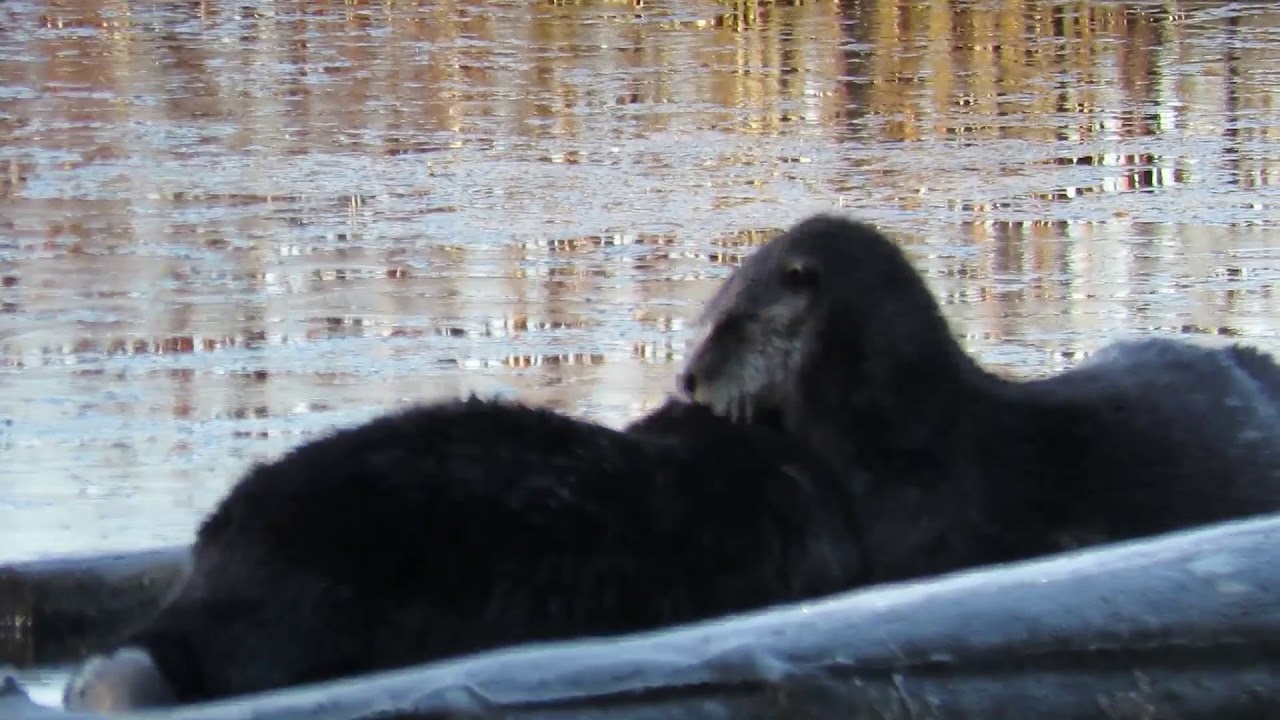 Otters at dawn - YouTube