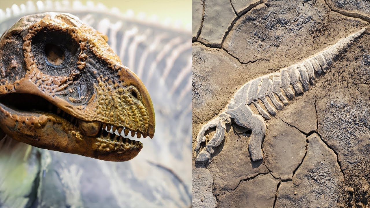 INCREDIBLE Animal Fossils That Changed Science Forever 😱 - YouTube